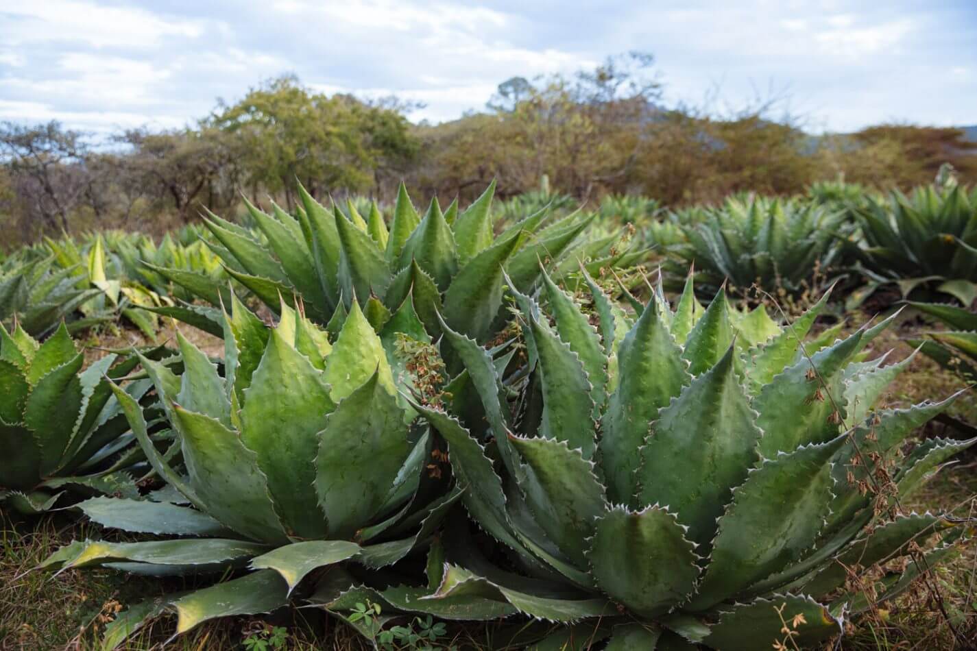 Crea tu Marca de Tequila o Mezcal | Agave Institute – CompraChelas.com